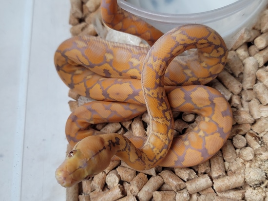 Purple Albino 100% Het Anery 75% Kalaotoa Superdwarf Reticulated Python ...