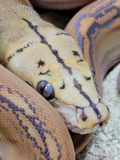 Orangeglow Goldenchild 100% Het Pied Reticulated Python by Slither Exotics