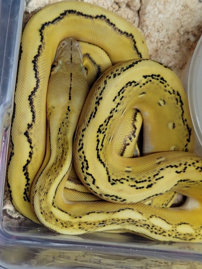 Platinum Sunfire Phantom Reticulated Python by Slither Exotics