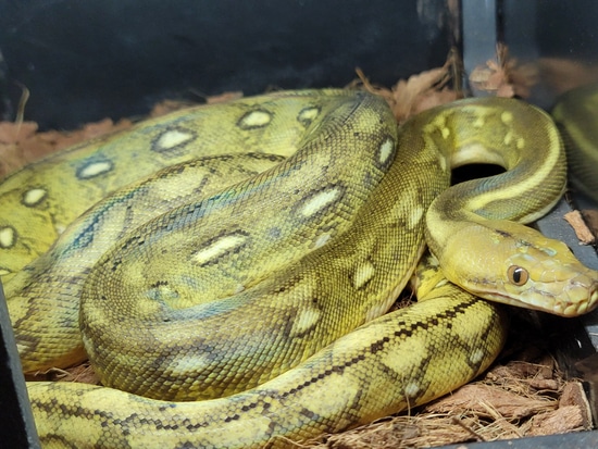 Phantom Marble Tiger Reticulated Python by Slither Exotics