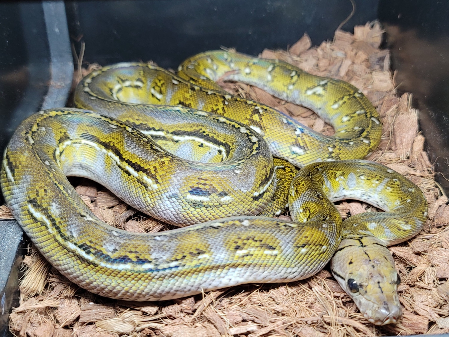 Marble Anthrax Reticulated Python by Slither Exotics - MorphMarket
