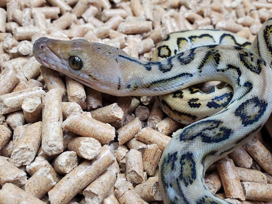 Anthrax Jaguar Reticulated Python by Slither Exotics