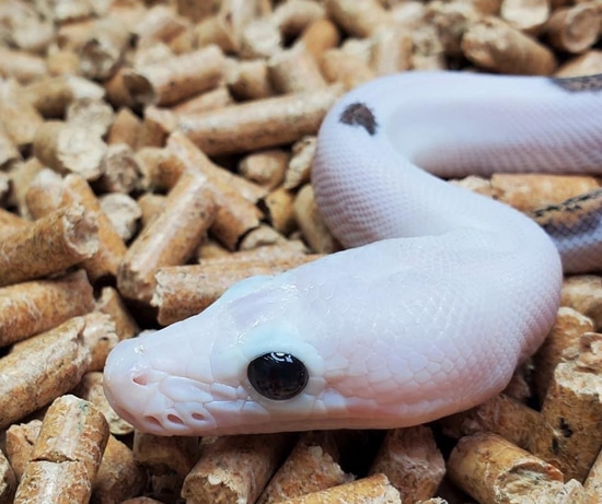 Platinum Pied Het White Reticulated Python by Slither Exotics