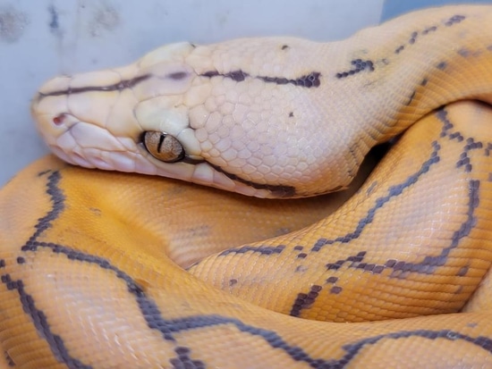Orangeglow Motley Sunfire Reticulated Python by Slither Exotics