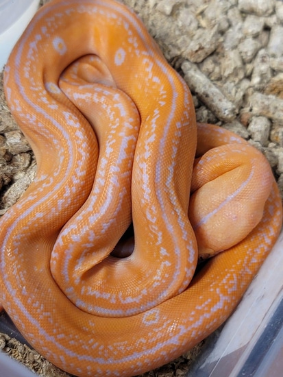 Lavender Goldenchild Tiger Reticulated Python by Slither Exotics