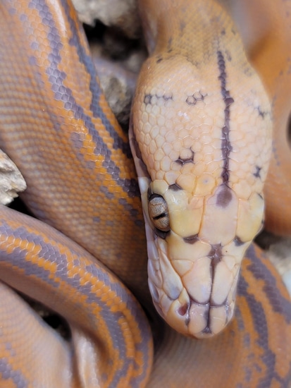 Orangeglow Goldenchild Reticulated Python by Slither Exotics