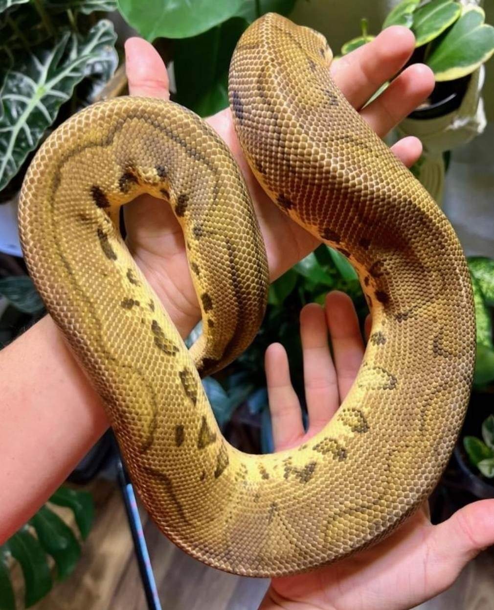 Pastel Clown Double Het Pied/Desert Ghost Ball Python by Slither ...