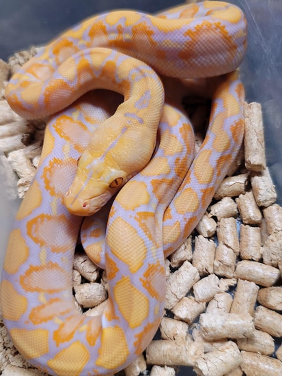 Lavender Reticulated Python by Slither Exotics