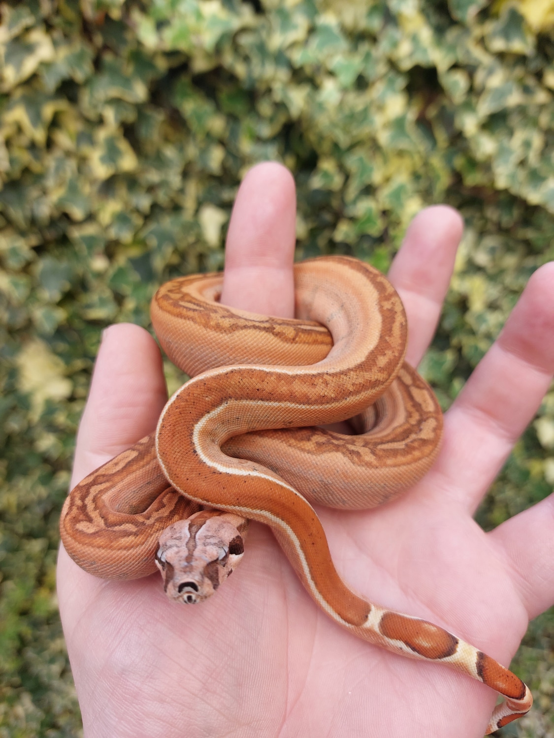 Slithering Serpents's Collection - MorphMarket