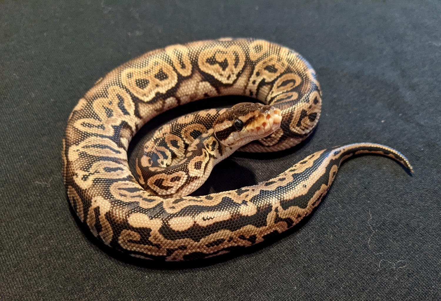 Black Pewter Het Albino Ball Python by Slithering Scales - MorphMarket