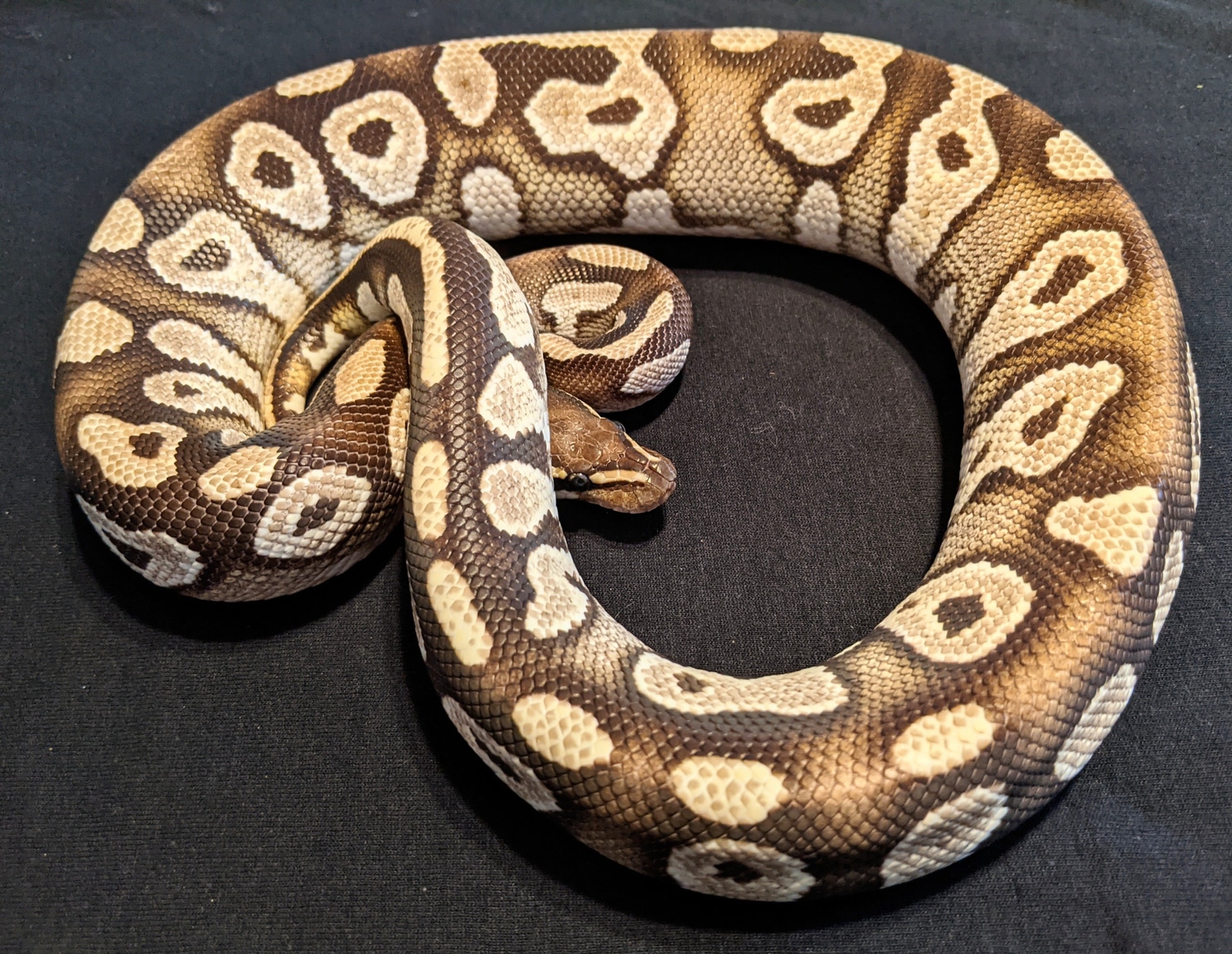 Mojave Ball Python by Slithering Scales - MorphMarket