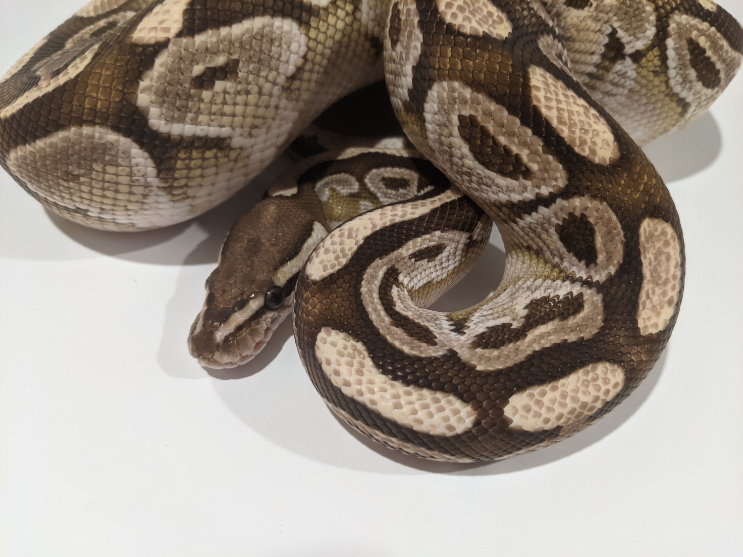 Mojave Ball Python by Slithering Scales - MorphMarket