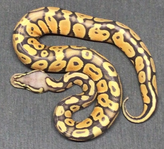 Pastel Hypo Dh Pied Ax Ball Python by Slithering stryker