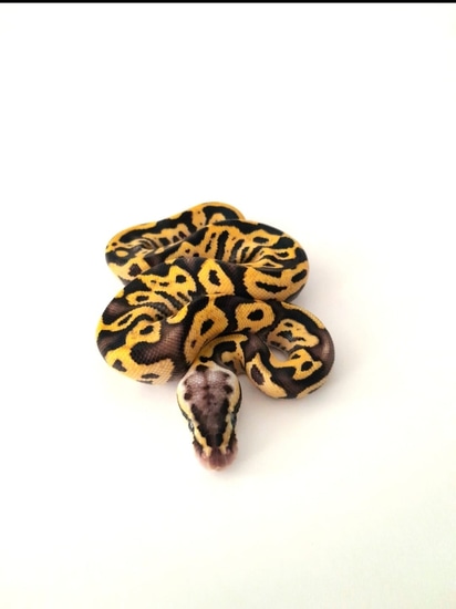Leopard Firefly 50% Het DG Ball Python by SlitherMania