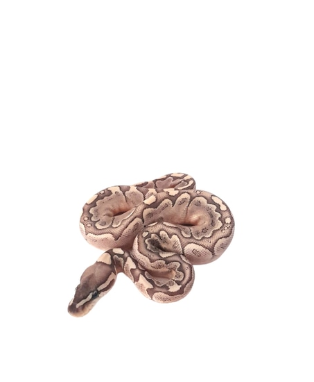 Bamboo Ball Python by SlitherMania