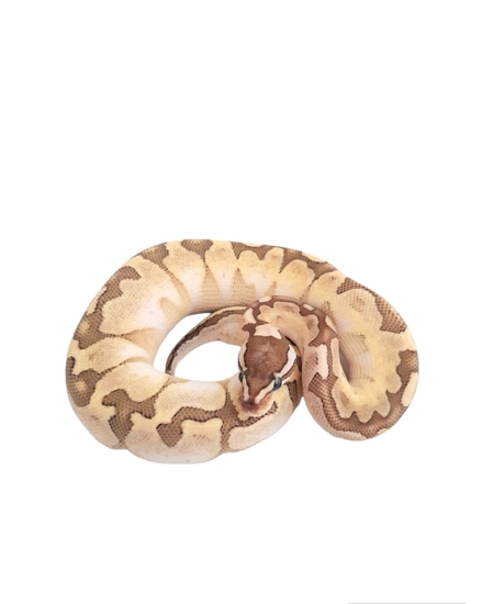 Bamboo Enchi Ball Python by SlitherMania