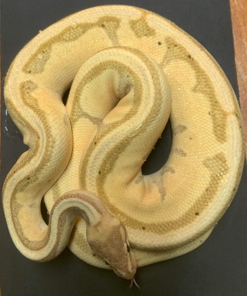 Pastel Banana G-Stripe Ball Python by Slither’n Serpents n’ Exotics ...
