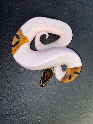 High White Pied Ball Python by The Kingdom - MorphMarket
