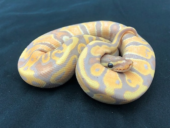 Coral Glow Female (100% Het. Piebald) Ball Python by Mike Wells Reptiles