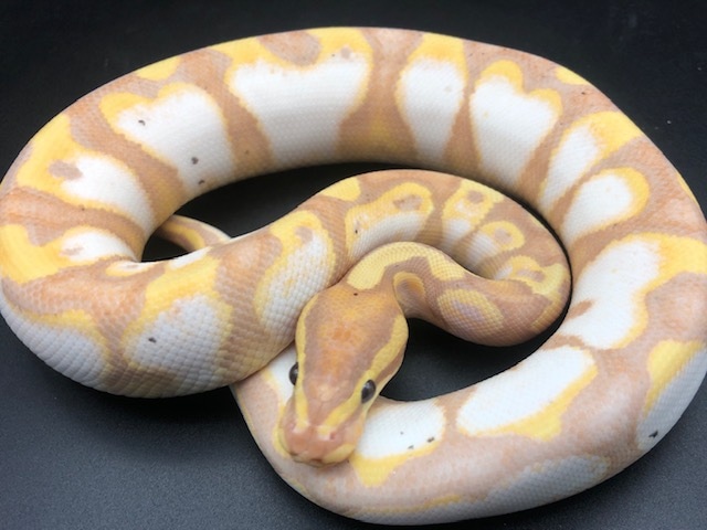 Banana Calico Enchi Yellowbelly Male Ball Python by Slither Reptiles ...