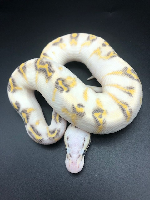 Super Pastel Highway Female Ball Python by Slither Reptiles - MorphMarket