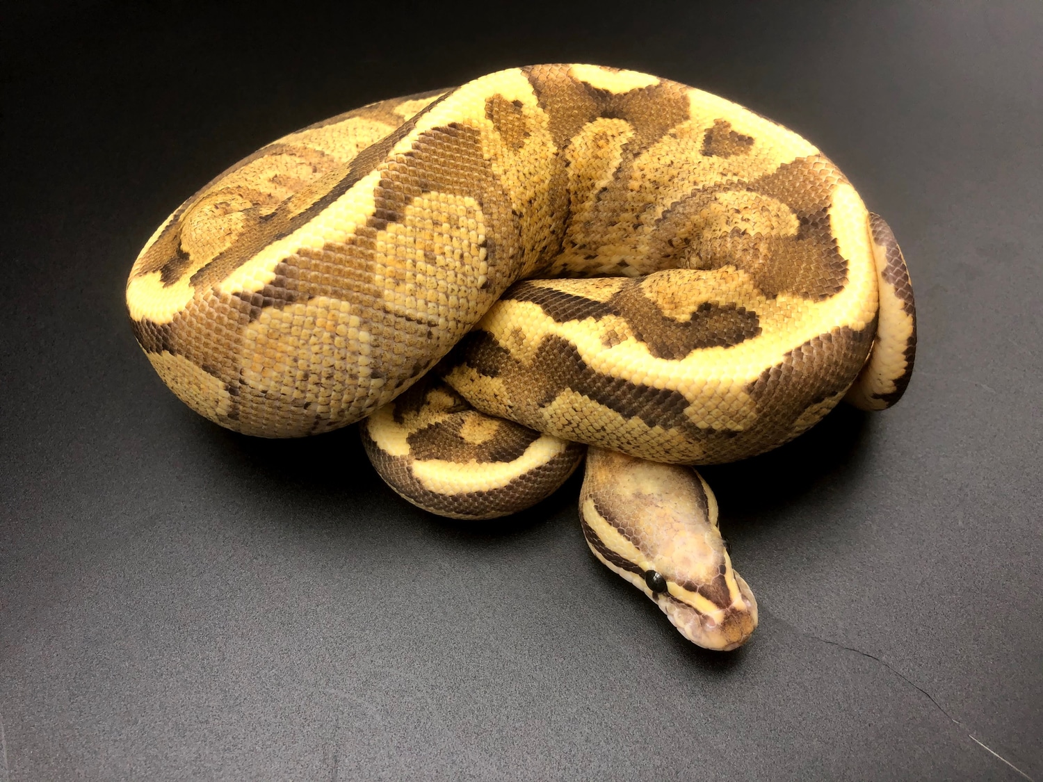 Vanilla Cream Male Ball Python by Slither Reptiles - MorphMarket