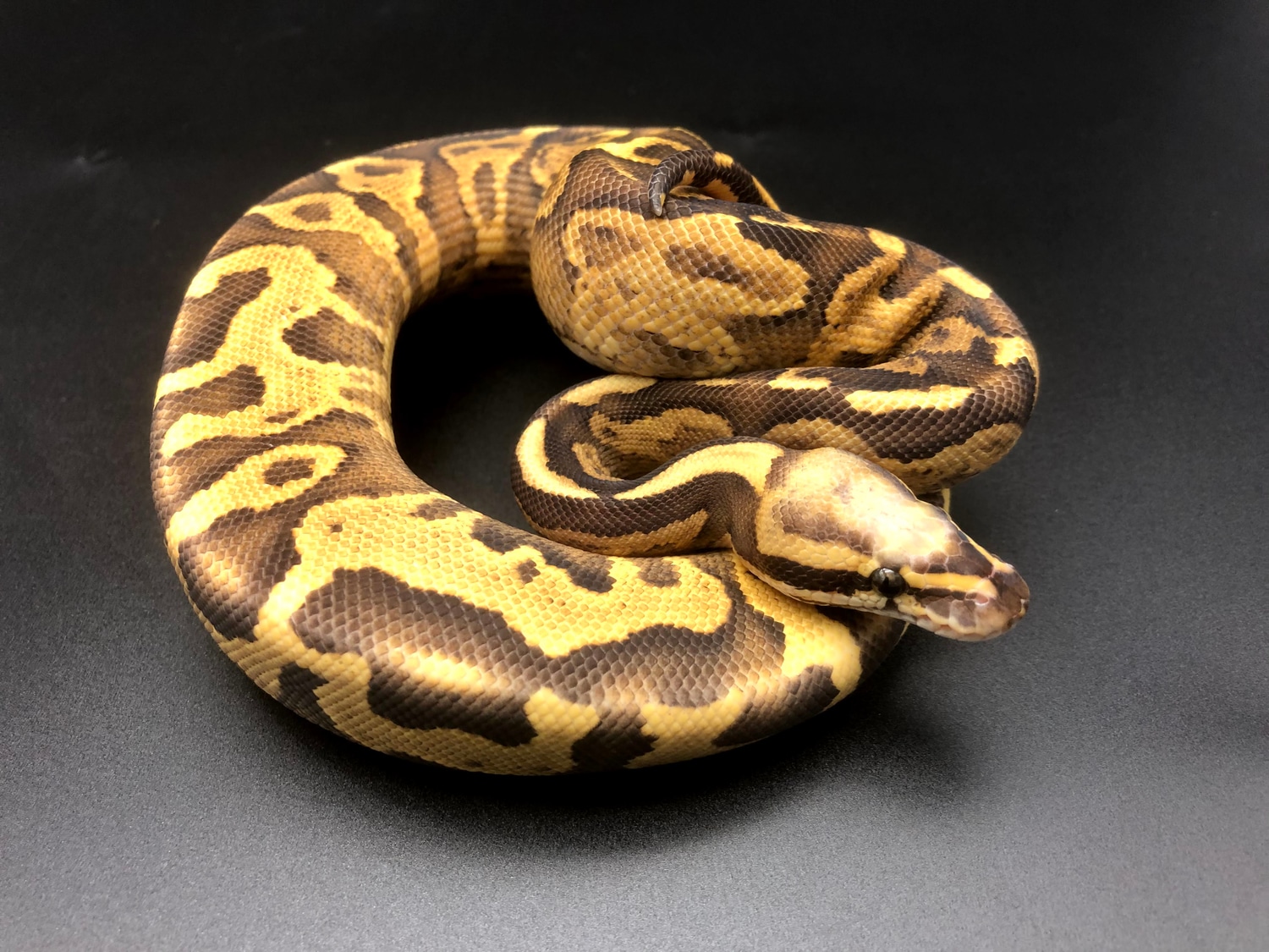 Leopard Super Vanilla Male Ball Python by Slither Reptiles - MorphMarket