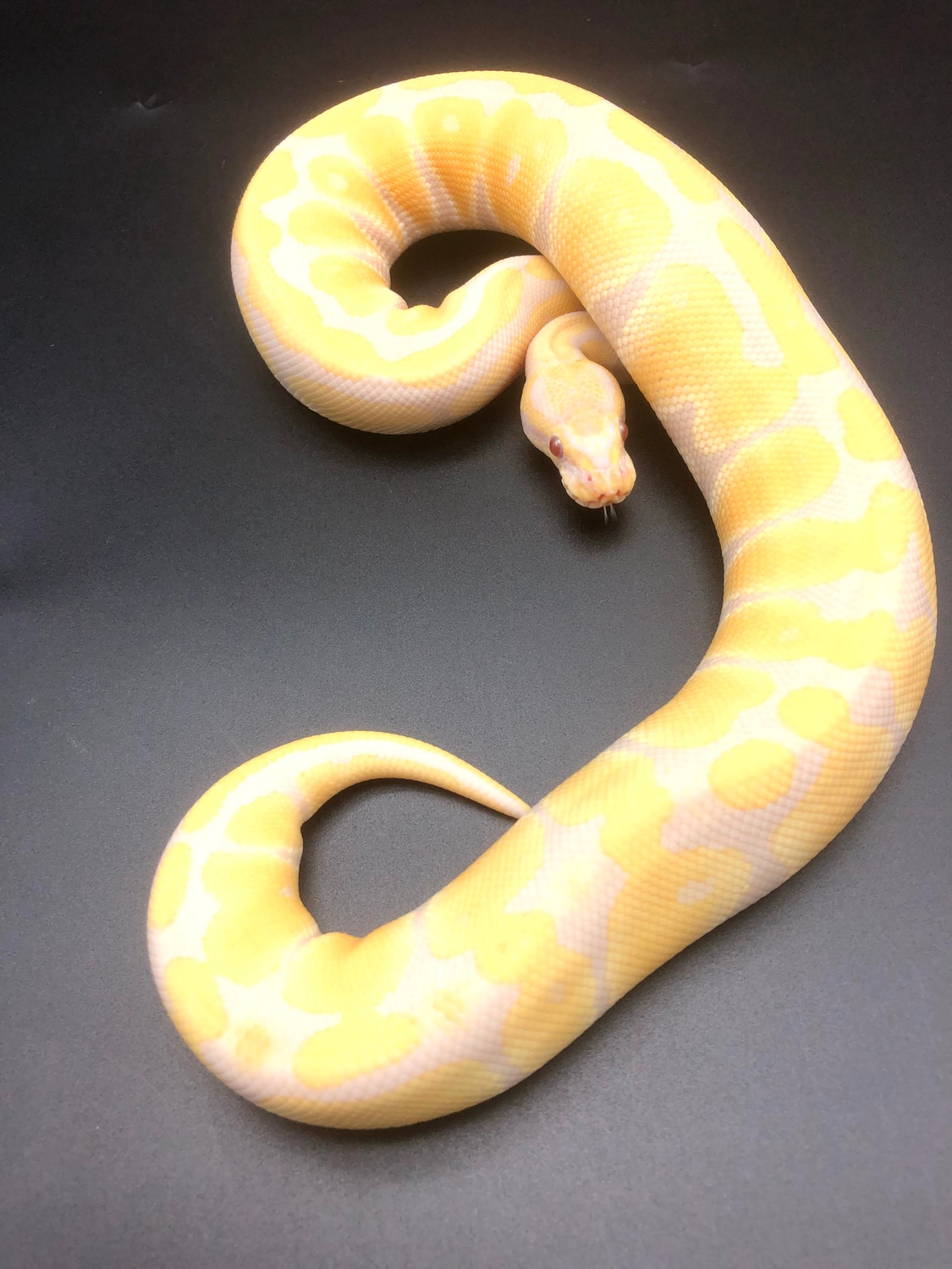 Candino Female Ball Python by Slither Reptiles - MorphMarket