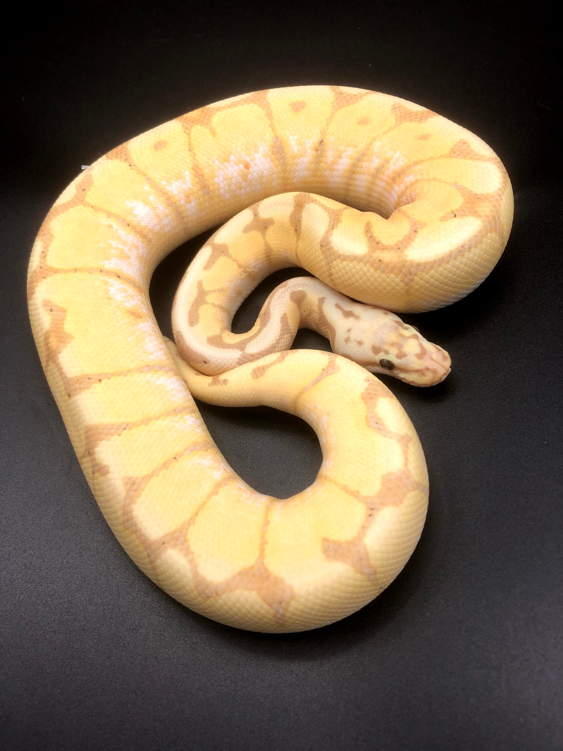 Banana Bumblebee Male Ball Python by Slither Reptiles - MorphMarket