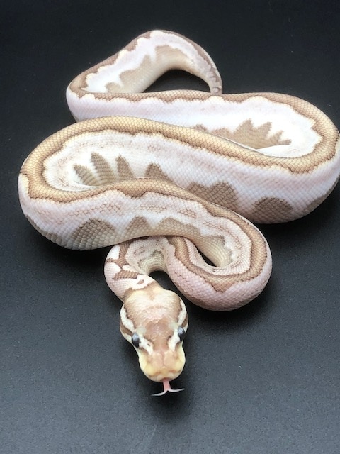 Bamboo Pastel Calico Ball Python by Mike Wells Reptiles - MorphMarket