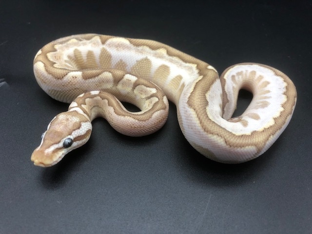 Bamboo Pastel Enchi Calico Ball Python by Slither Reptiles - MorphMarket