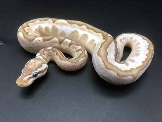 Bamboo Pastel Enchi Calico Ball Python by Mike Wells Reptiles
