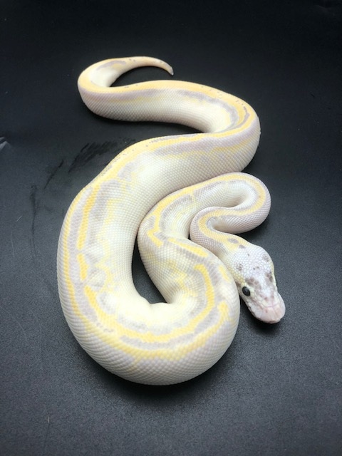 Pastel Leopard Ivory 100% Het Pied Ball Python by Slither Reptiles ...
