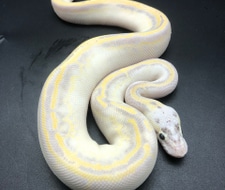 Pastel Leopard Ivory 100% Het Pied Ball Python by Slither Reptiles ...