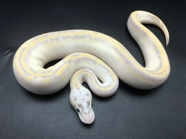 Pastel Leopard Ivory 100% Het Pied Ball Python by Slither Reptiles ...