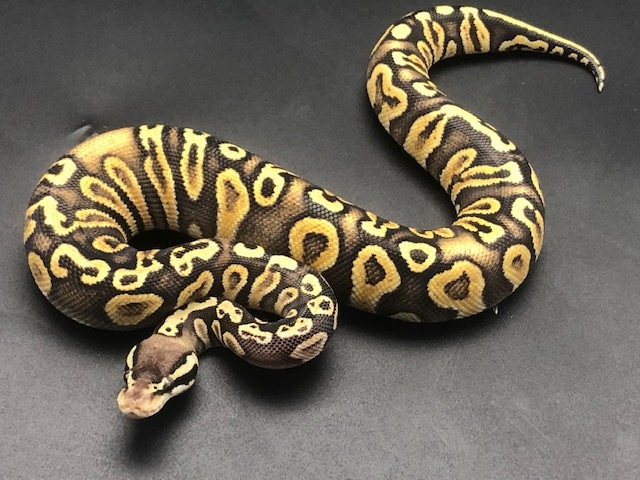 Pastel GHI Mystic Ball Python by Slither Reptiles - MorphMarket