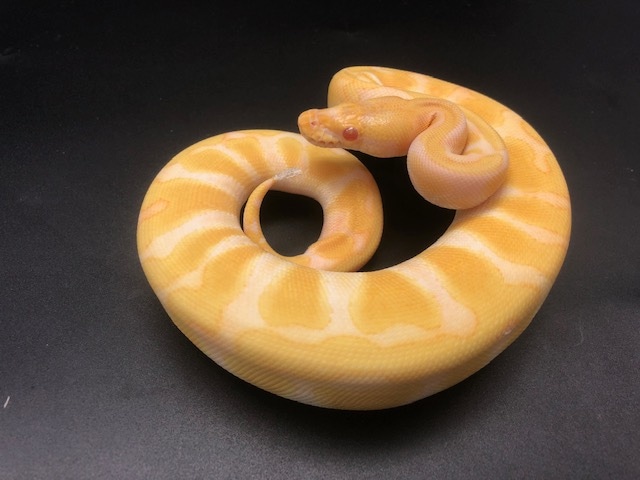 Albino Enchi Ball Python by Mike Wells Reptiles formerly Slither ...