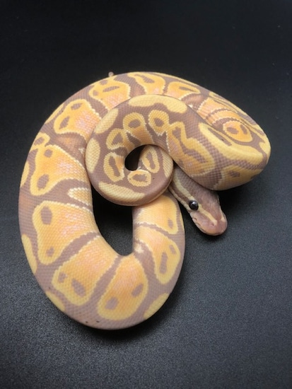 Coral Glow Pastel 50% Het Pied Ball Python by Mike Wells Reptiles