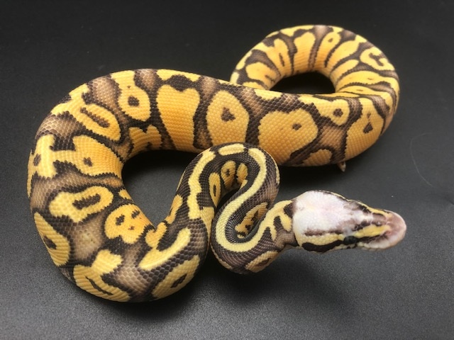 Superfly Ball Python by Slither Reptiles - MorphMarket