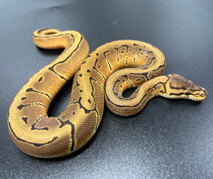 Orange Dream Fire Clown Ball Python by Slither Reptiles - MorphMarket