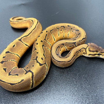 Enchi Pastel Sugar Ball Python by Mike Wells Reptiles - MorphMarket