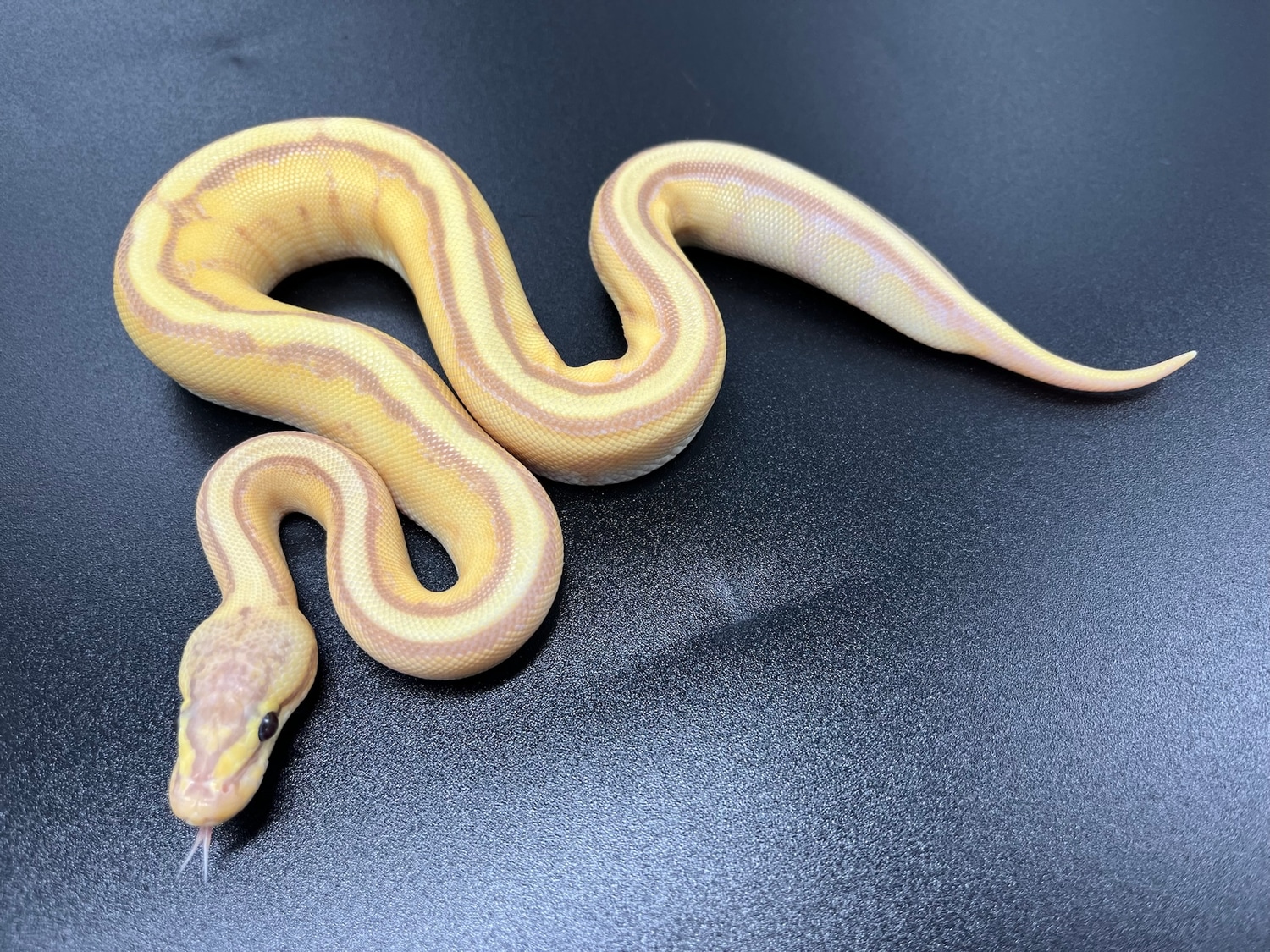 Banana Pastel Genetic Stripe Possible Yellowbelly Ball Python by ...