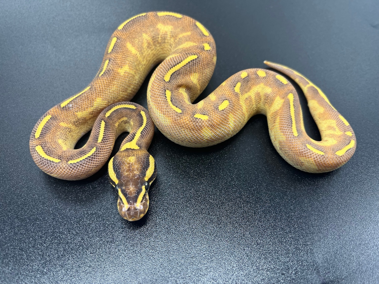 Mardi Gras 50% Het Desert Ghost Ball Python by Mike Wells Reptiles ...