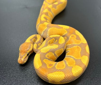 Pastel Yellow Belly GeneX Pied Ball Python by Slither Reptiles ...
