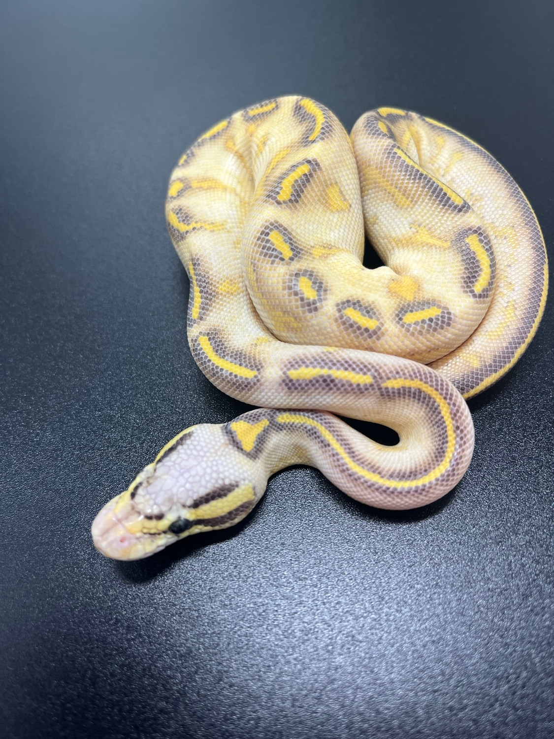 Pastel Highway Ball Python by Mike Wells Reptiles formerly Slither ...