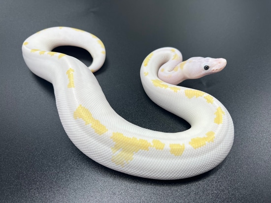 Black Eyed Lucy Ball Python by Mike Wells Reptiles