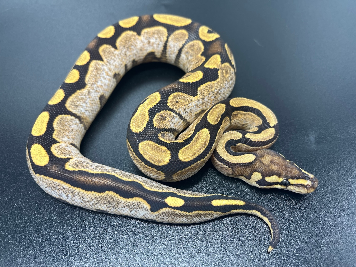 Calico Fire Ball Python by Mike Wells Reptiles formerly Slither ...
