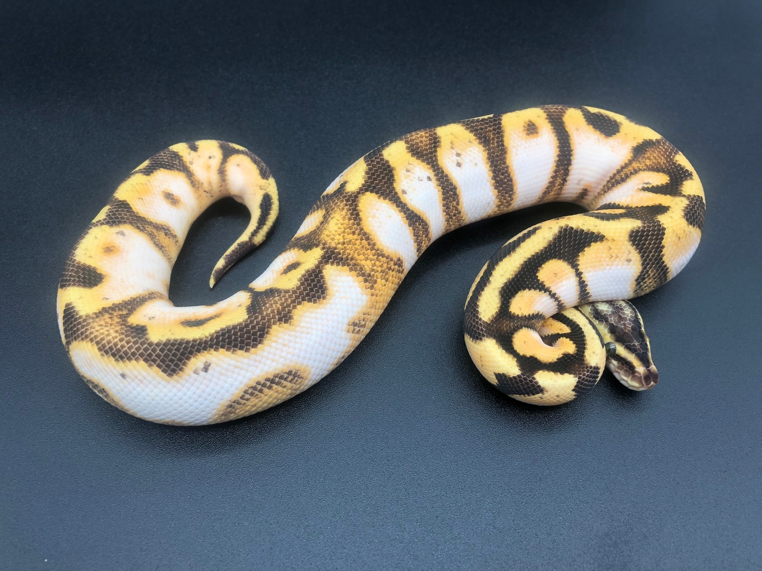 Enchi Pastel Sugar Ball Python by Slither Reptiles - MorphMarket