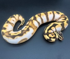 Enchi Pastel Sugar Ball Python by Slither Reptiles - MorphMarket