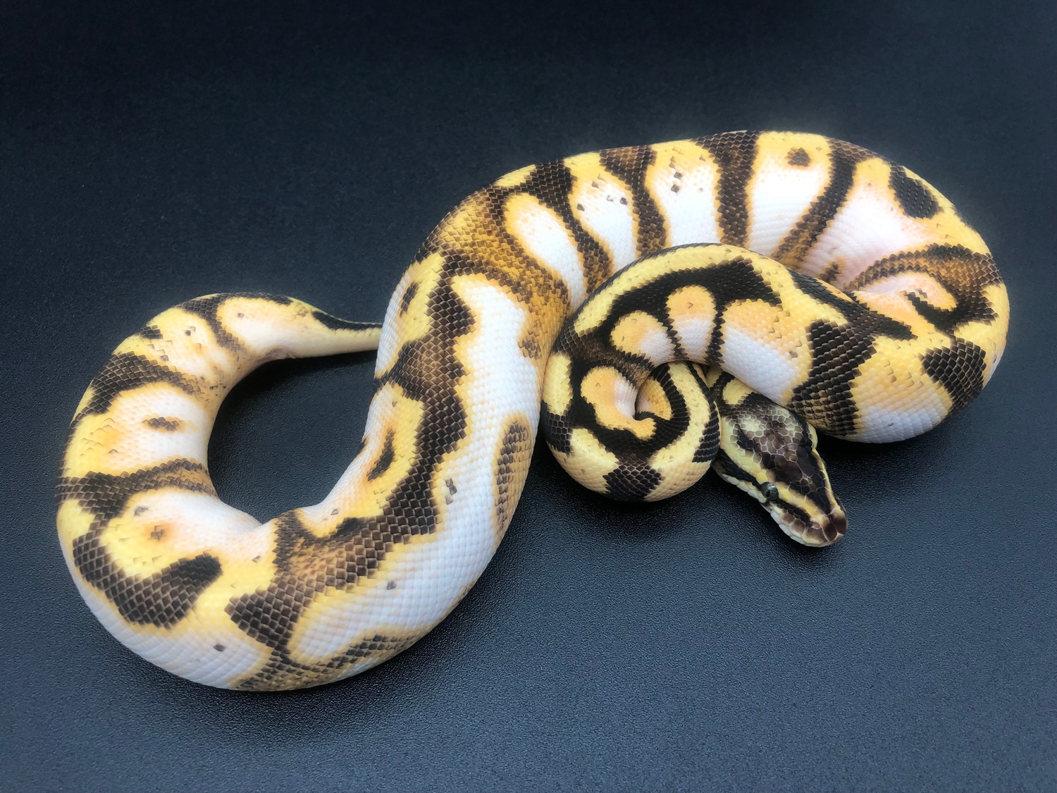 Enchi Pastel Sugar Ball Python by Slither Reptiles - MorphMarket
